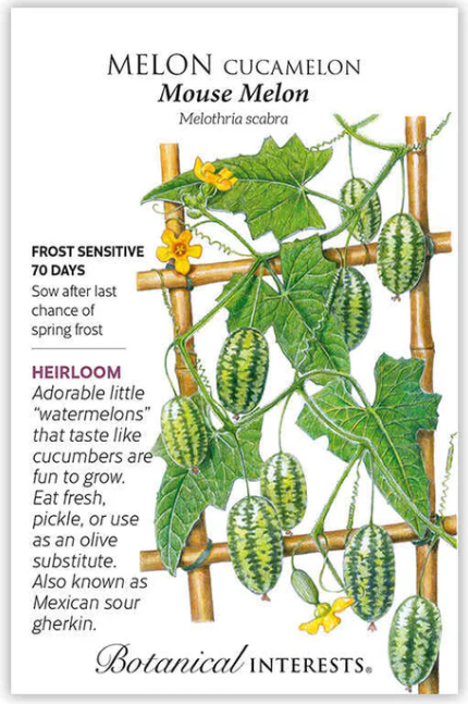 Cucamelon Mouse Melon – Coldwater Seed and Supply, LLC